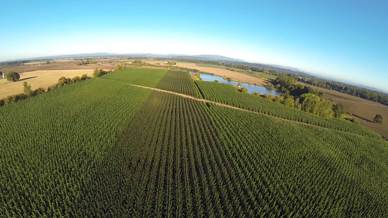 AHB Project Overview | Advanced Hardwood Biofuels Northwest [Archived ...