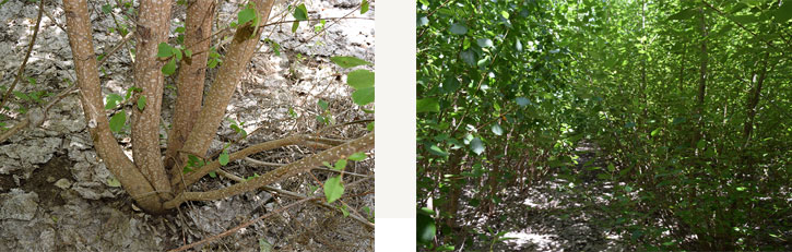 Growth and Production | Advanced Hardwood Biofuels Northwest [Archived ...