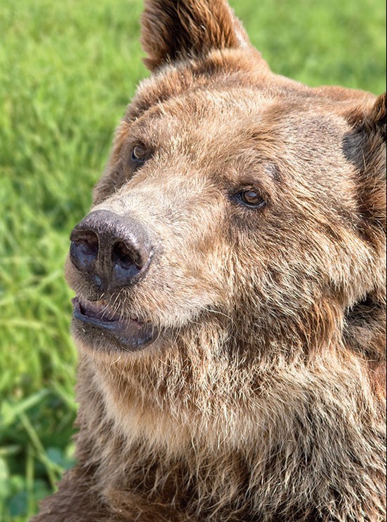 Memes Center Bear