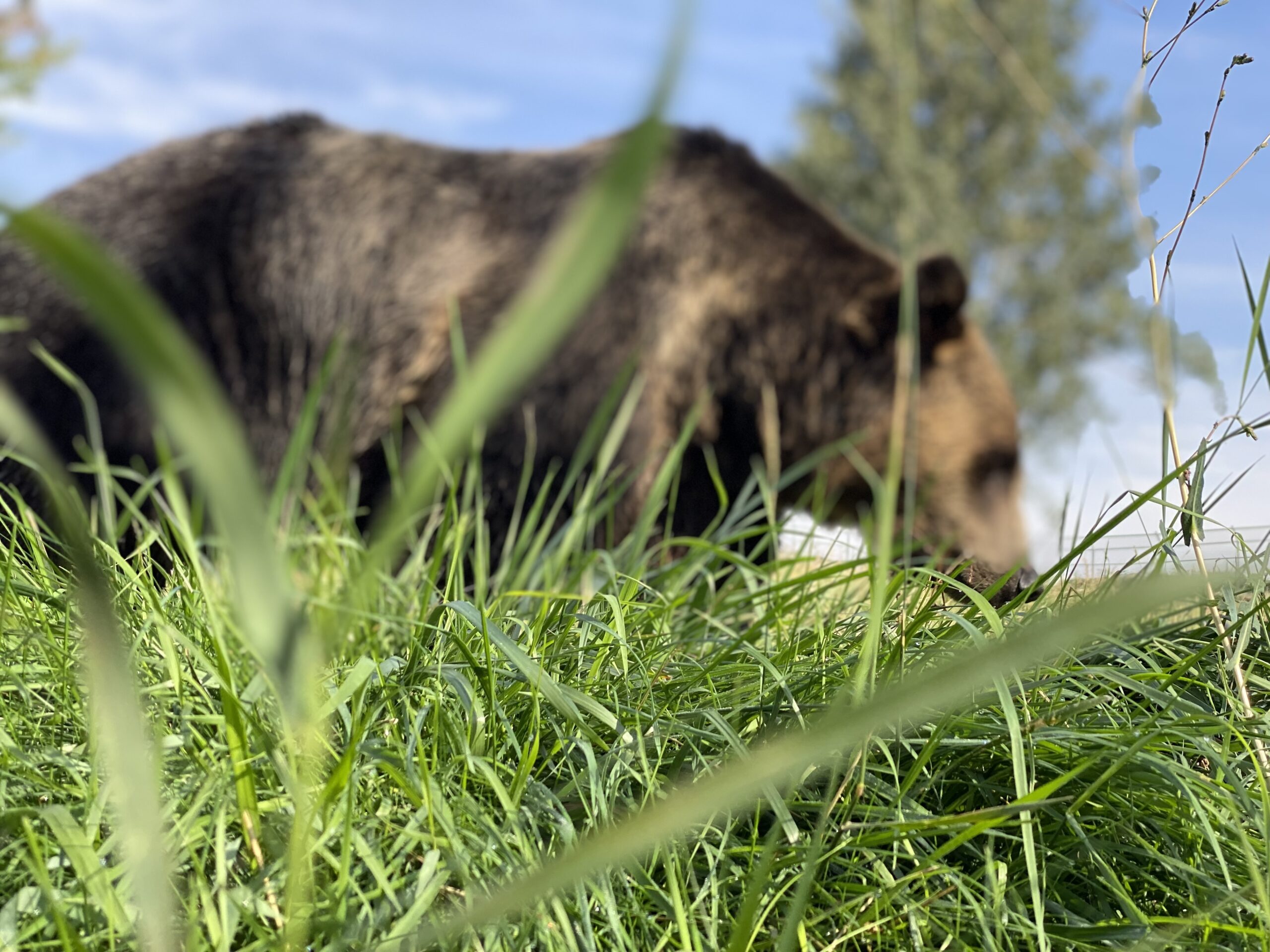 Volunteer Opportunities | WSU Bear Center | Washington State University