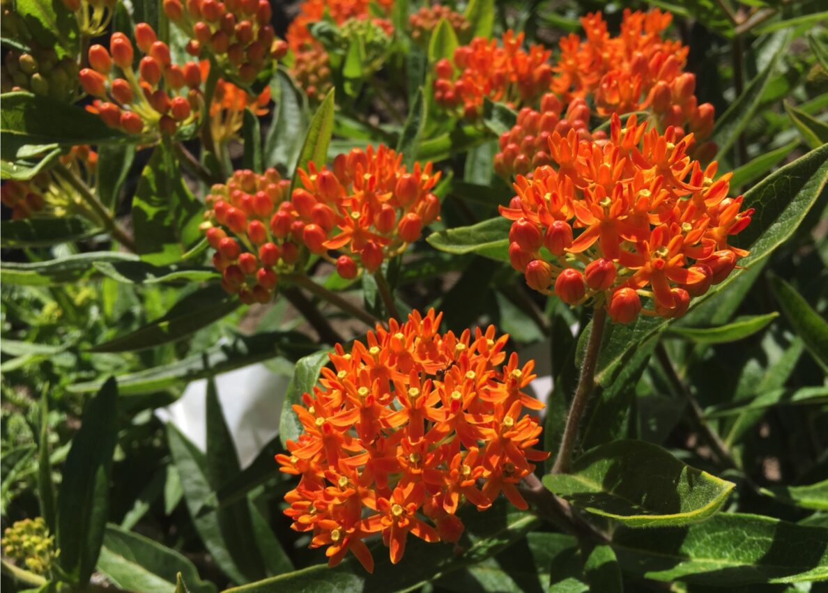 On The Controversy Over Milkweed & Monarch Butterflies – Monarch Botanika