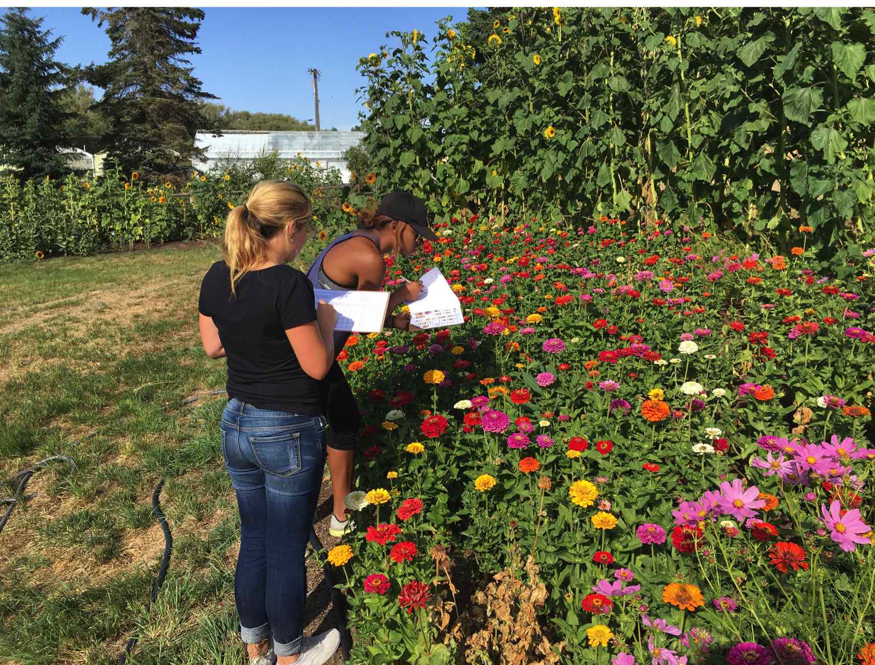 On The Controversy Over Milkweed & Monarch Butterflies – Monarch Botanika