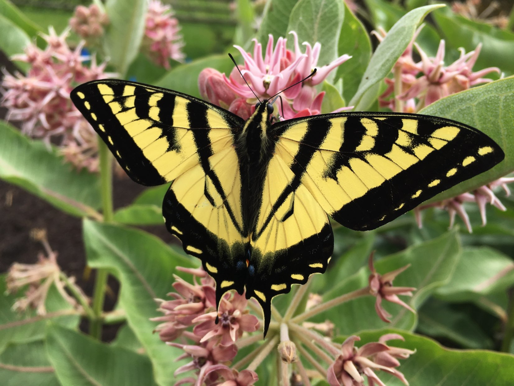On The Controversy Over Milkweed & Monarch Butterflies – Monarch Botanika