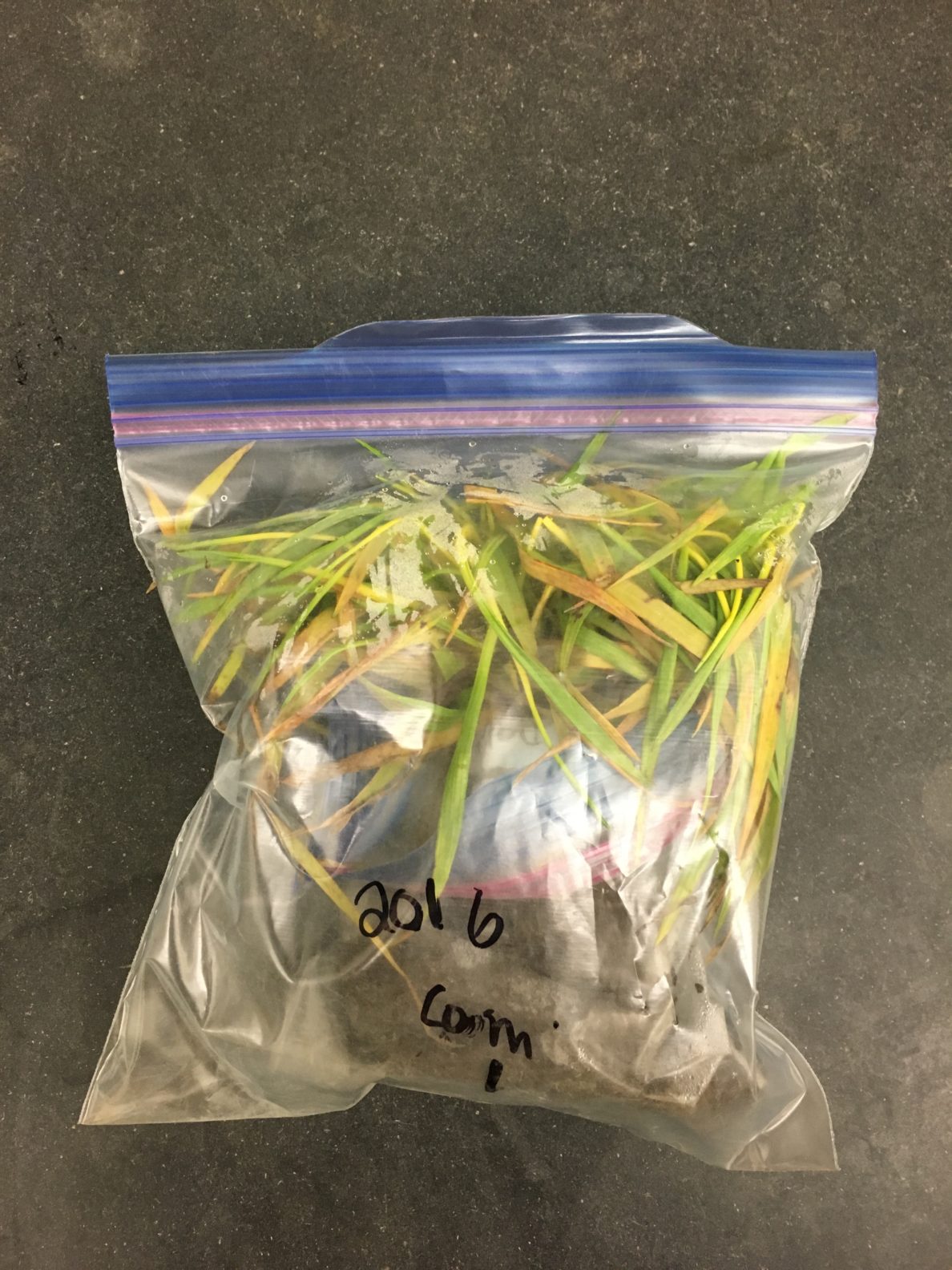 How to Submit a Sample | Plant Pest Diagnostic Clinic | Washington ...