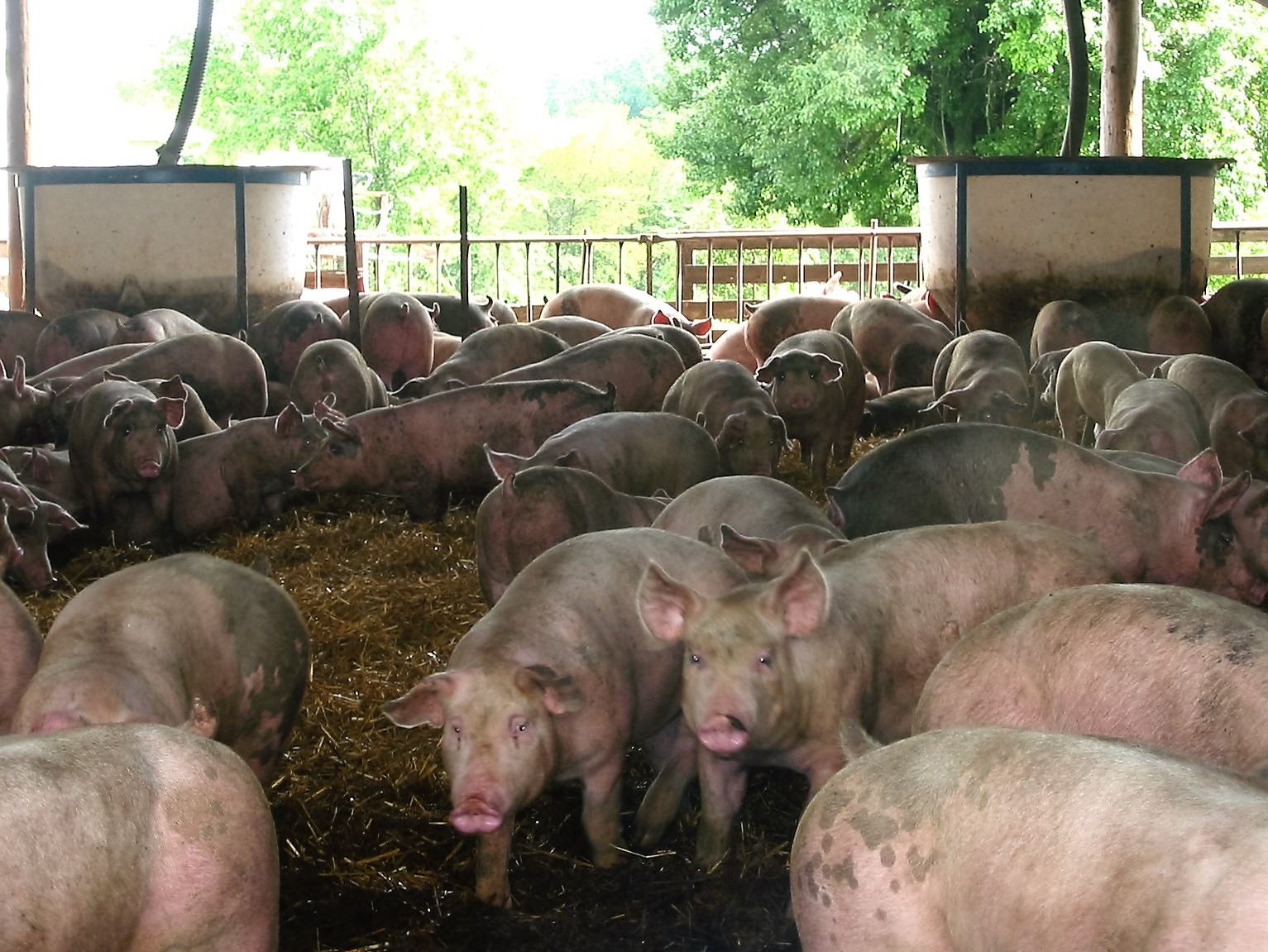 Animals for Food & Performance – Swine | Food Systems | Washington ...