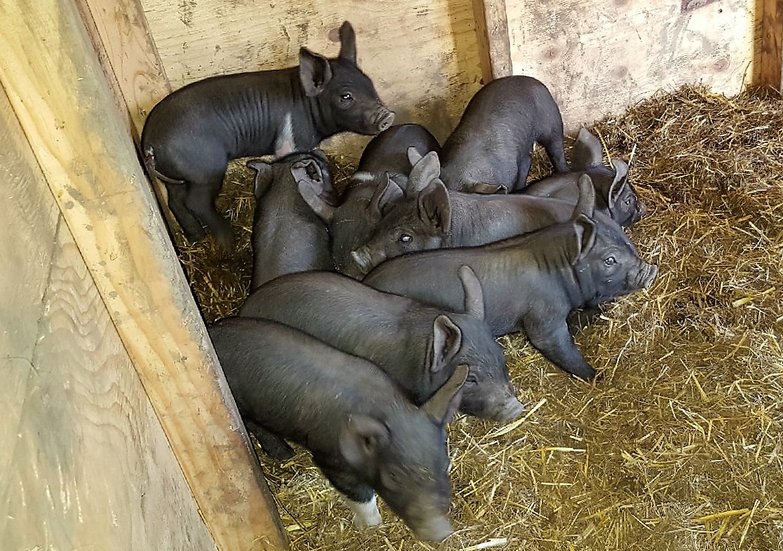 Animals for Food & Performance – Swine | Food Systems | Washington ...