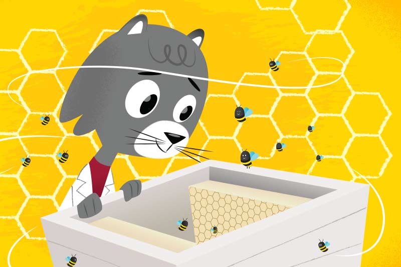 What are bee wings made of? | Ask Dr. Universe | Washington State ...