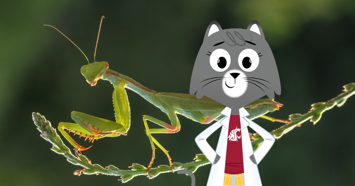 What did praying mantises evolve from? | Ask Dr. Universe | Washington ...