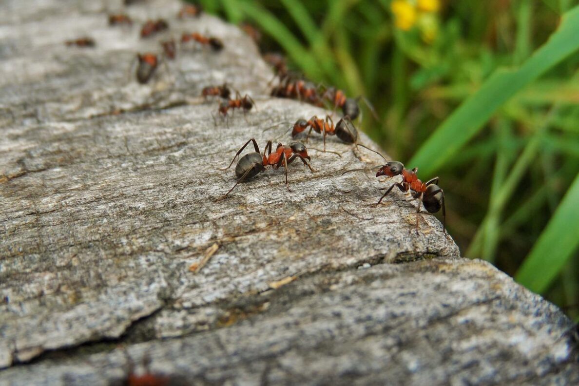 How do ants communicate with each other? | Ask Dr. Universe ...