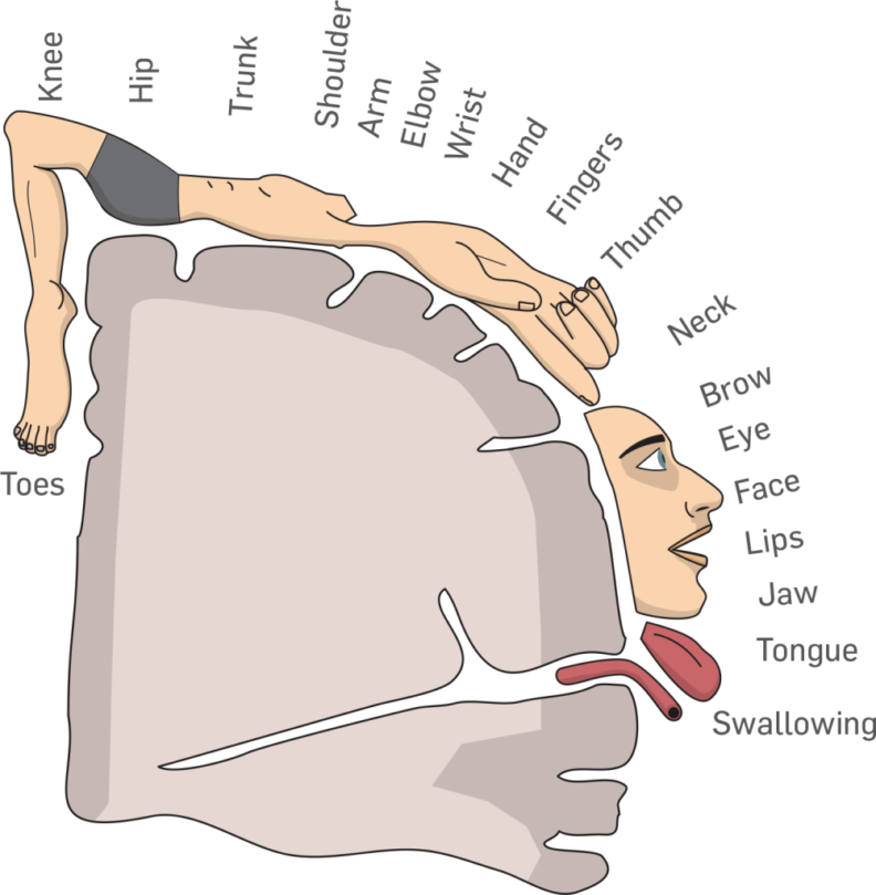 How does the brain transfer signals to each body part to move? | Ask Dr ...