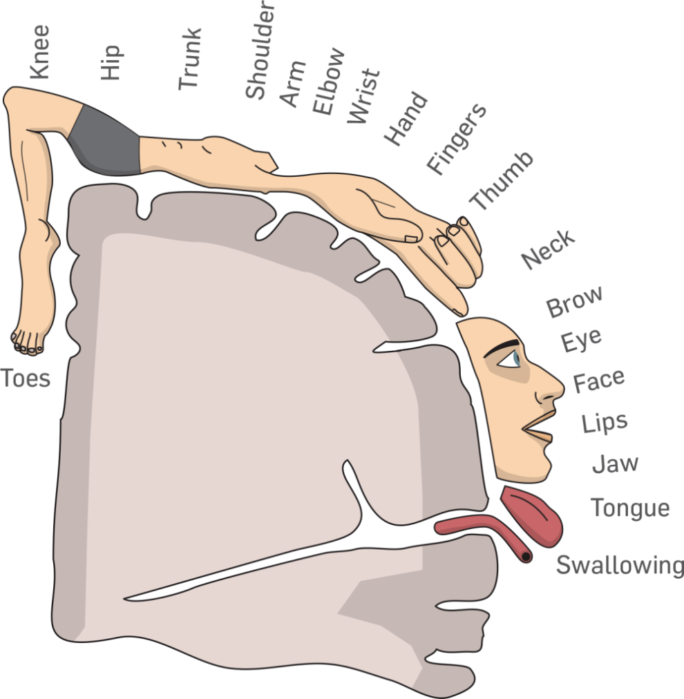 How does the brain transfer signals to each body part to move? | Ask Dr ...