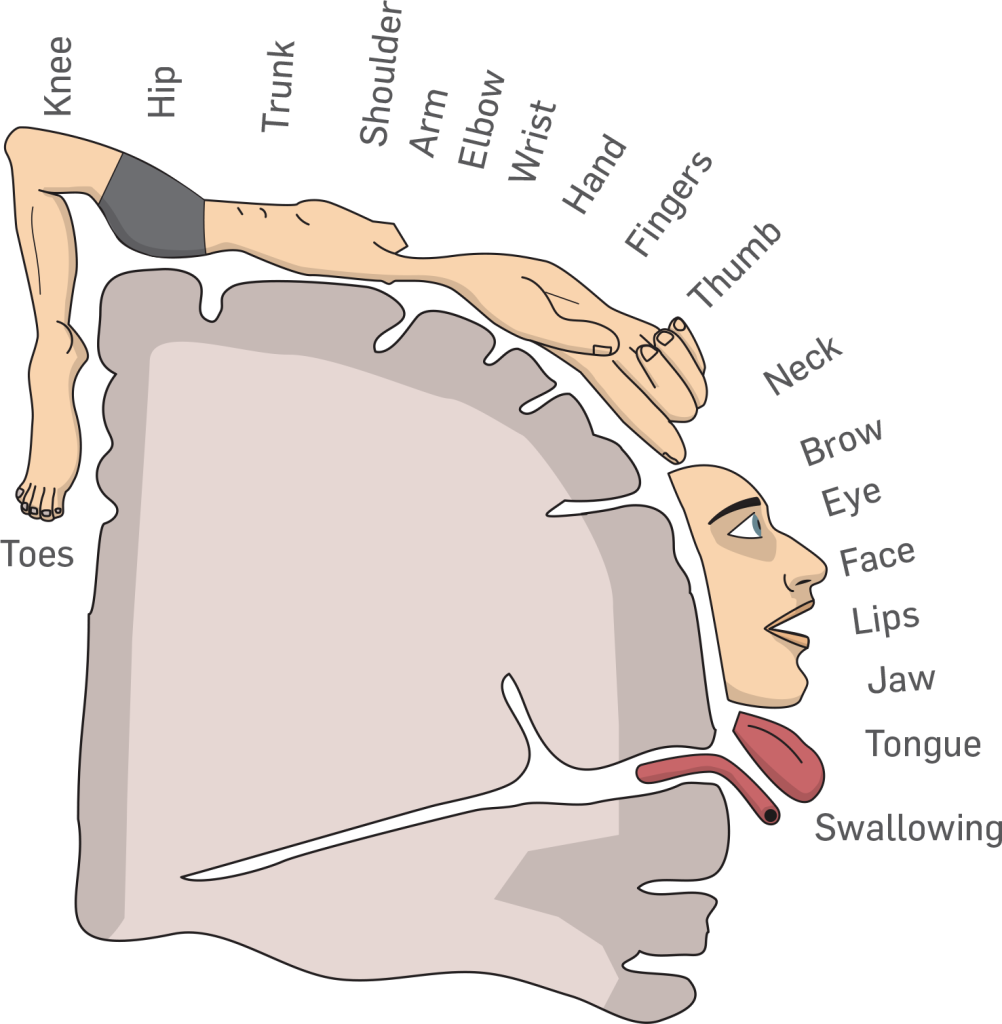 How does the brain transfer signals to each body part to move? | Ask Dr ...