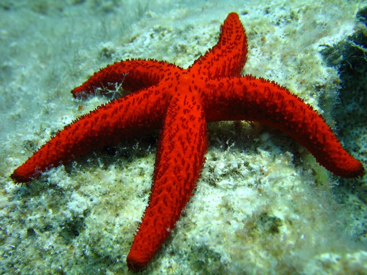 How do starfish eat? | Ask Dr. Universe | Washington State University