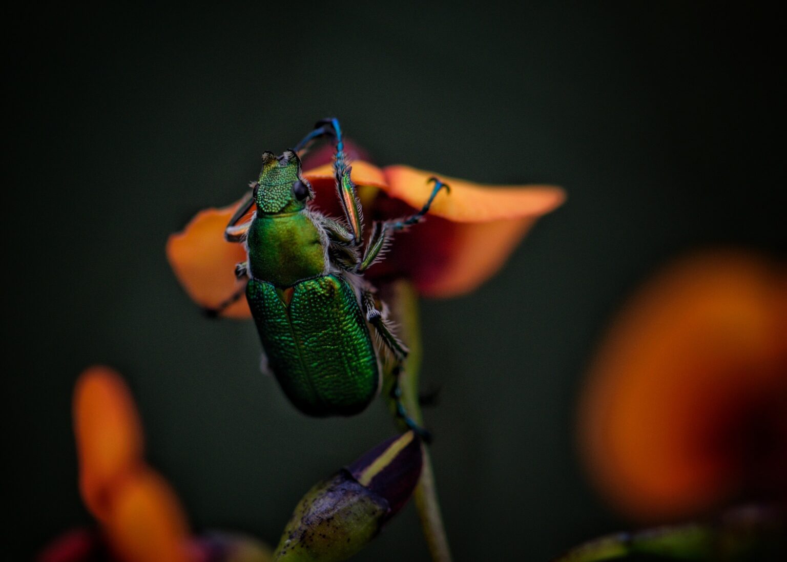 How many beetles are there in the world? | Ask Dr. Universe ...