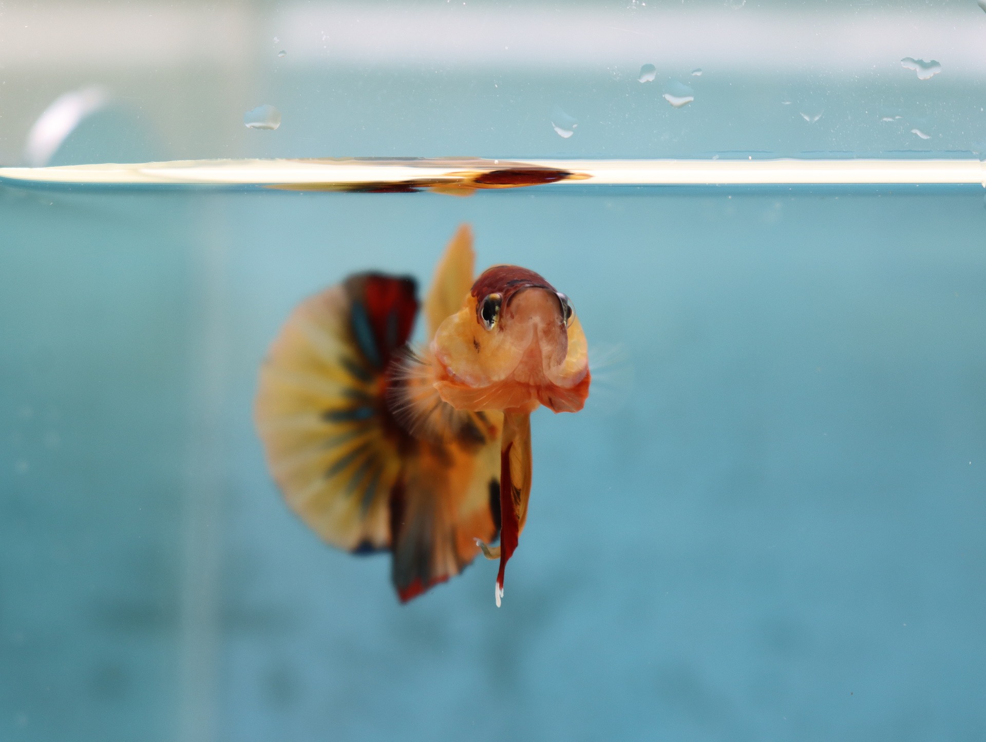 How do you tell if your betta is happy? | Ask Dr. Universe | Washington State University