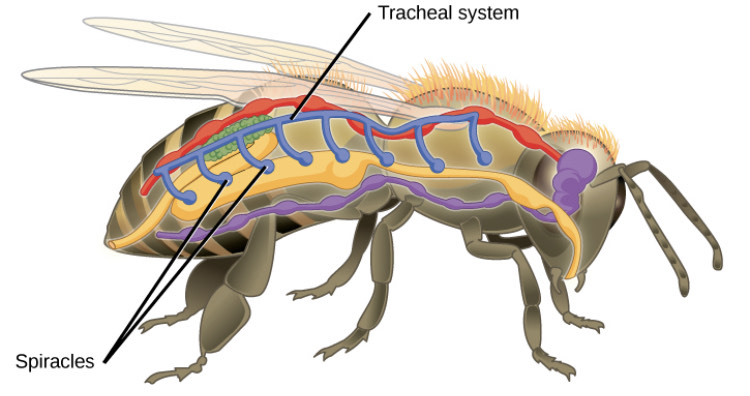 Do insects have blood? | Ask Dr. Universe | Washington State University