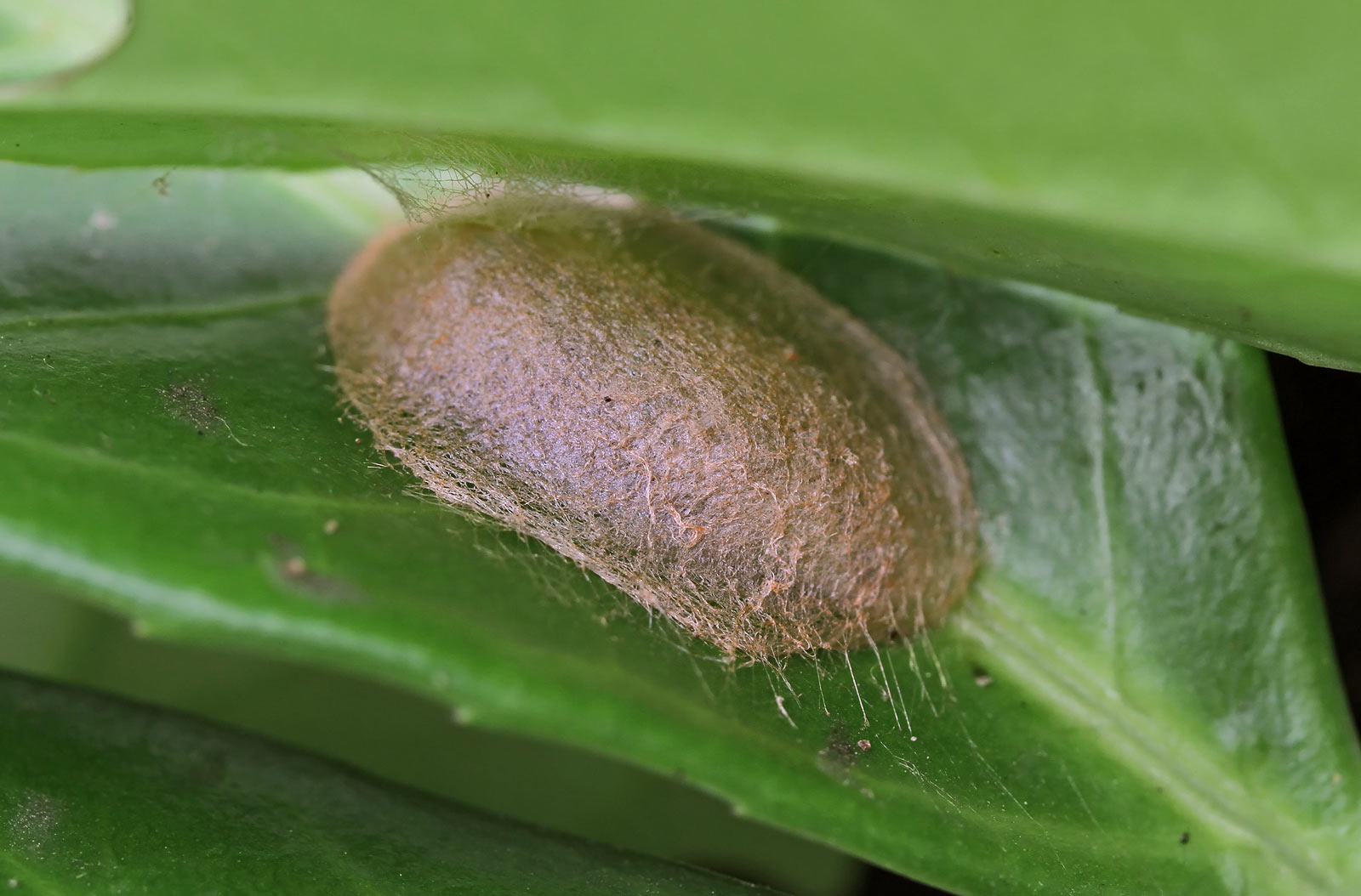 What are butterfly cocoons made of? | Ask Dr. Universe | Washington ...