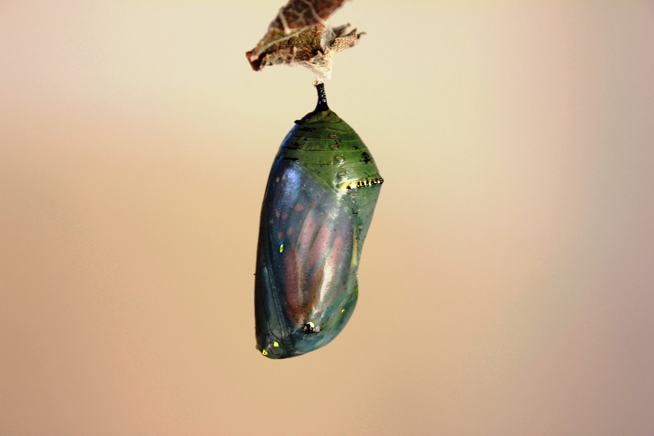 What are butterfly cocoons made of? | Ask Dr. Universe | Washington ...