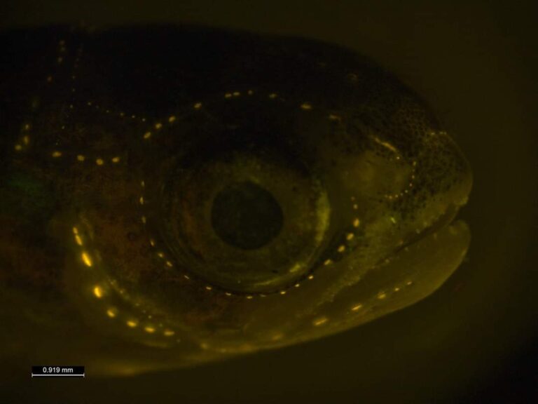 How do fish hear? | Ask Dr. Universe | Washington State University