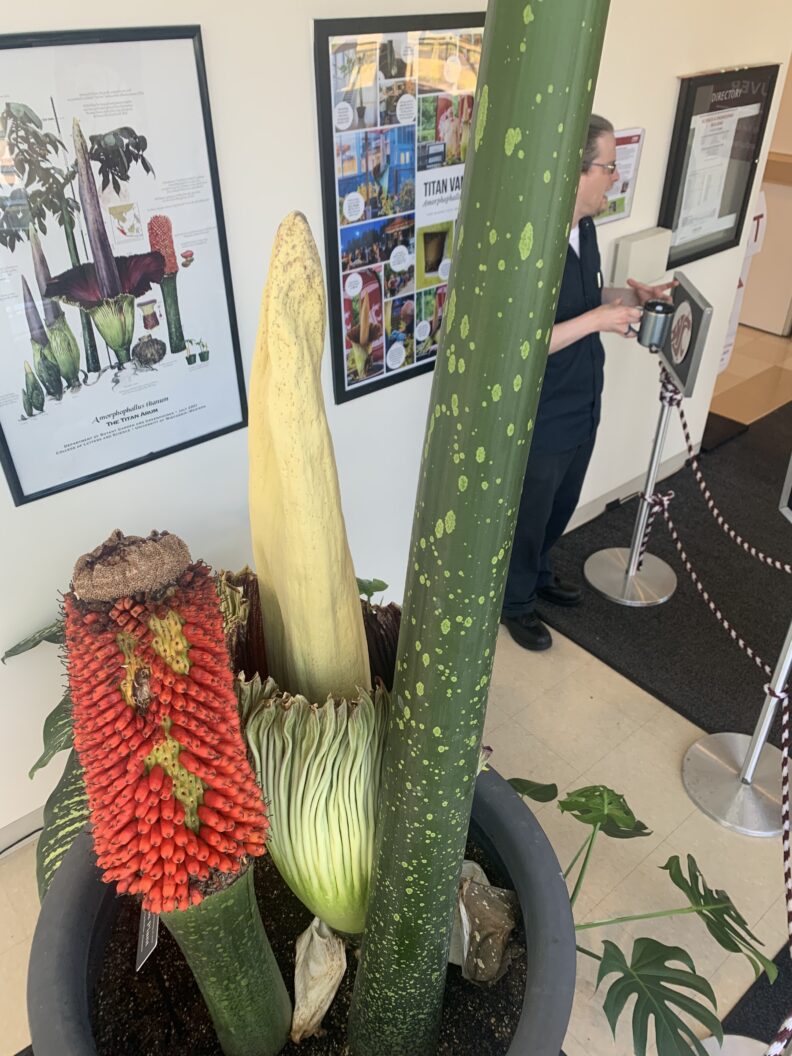 What and where is the rarest plant in the world? | Ask Dr. Universe ...