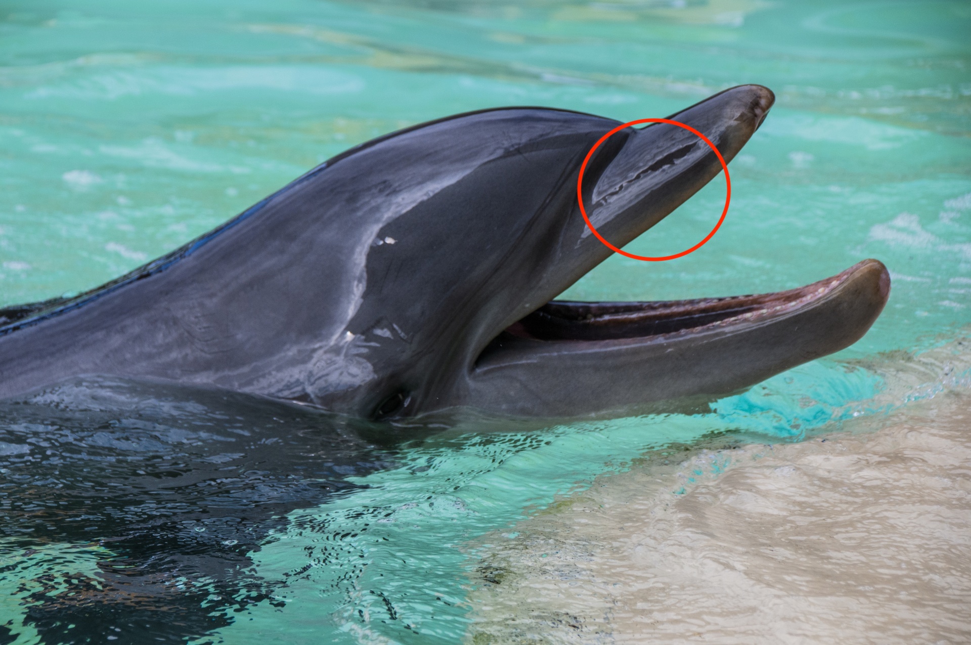 Why are dolphins mammals and not fish? | Ask Dr. Universe | Washington ...