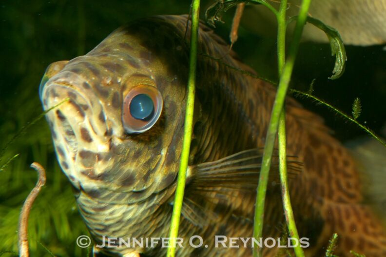 How can fish see in the water? | Ask Dr. Universe | Washington State ...