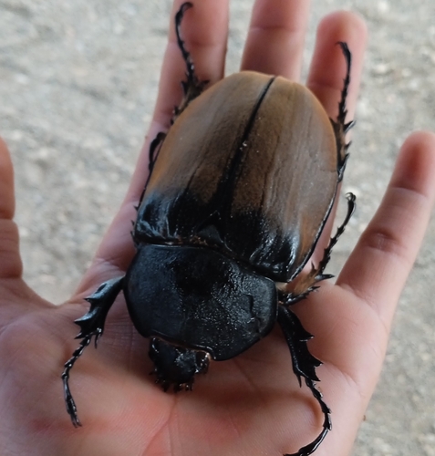 What is the largest insect in the world? | Ask Dr. Universe ...