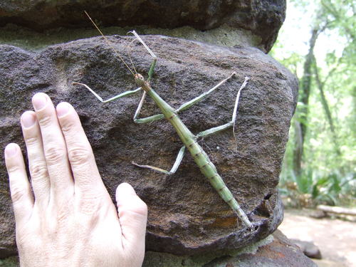 What is the largest insect in the world? | Ask Dr. Universe ...