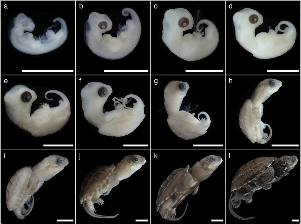 How do turtles get their shells? | Ask Dr. Universe | Washington State ...