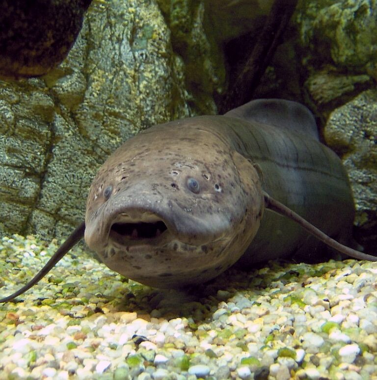 May I ask how fish breathe? | Ask Dr. Universe | Washington State ...
