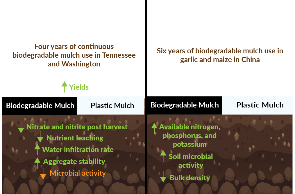 How is soil-biodegradable mulch treating soil? | Soil Health | Washington State University