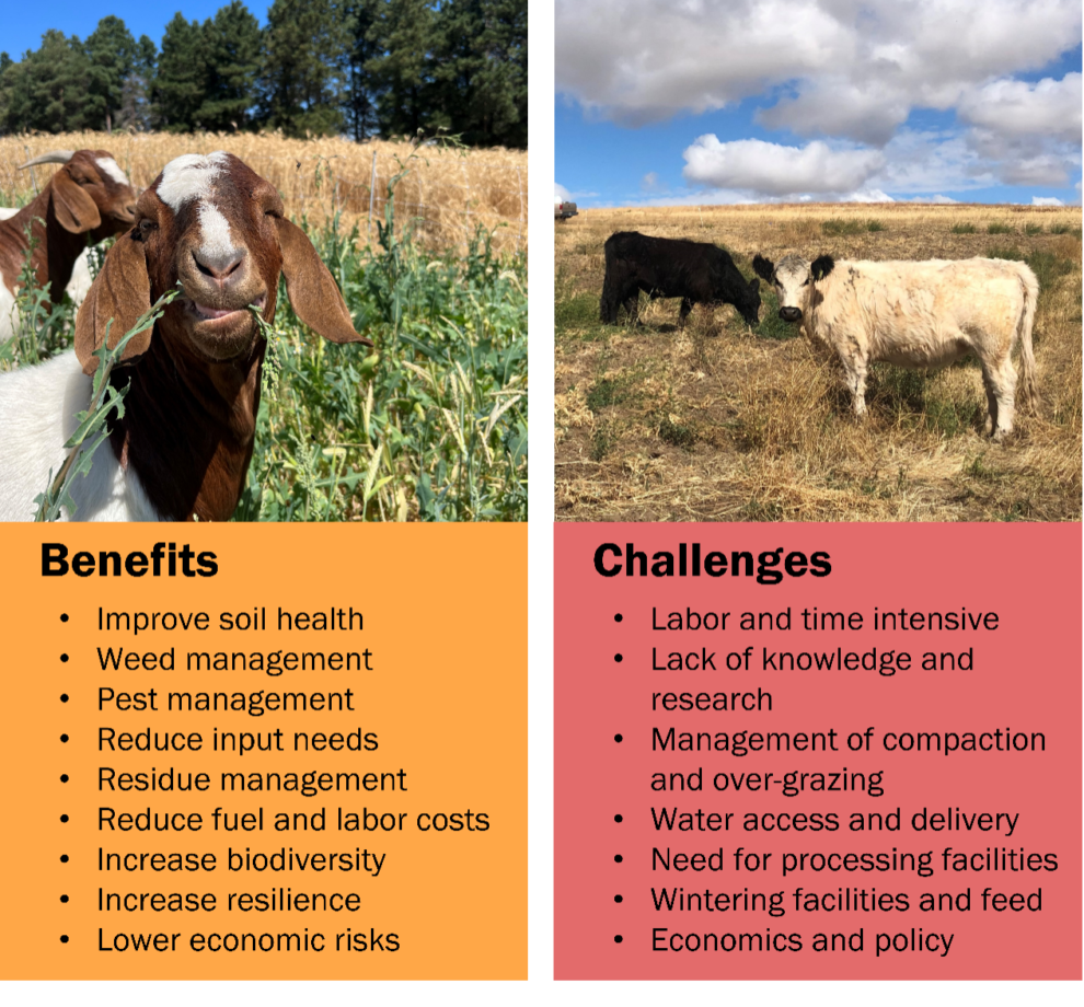 Building system resilience through diversification: livestock integration | Soil Health ...