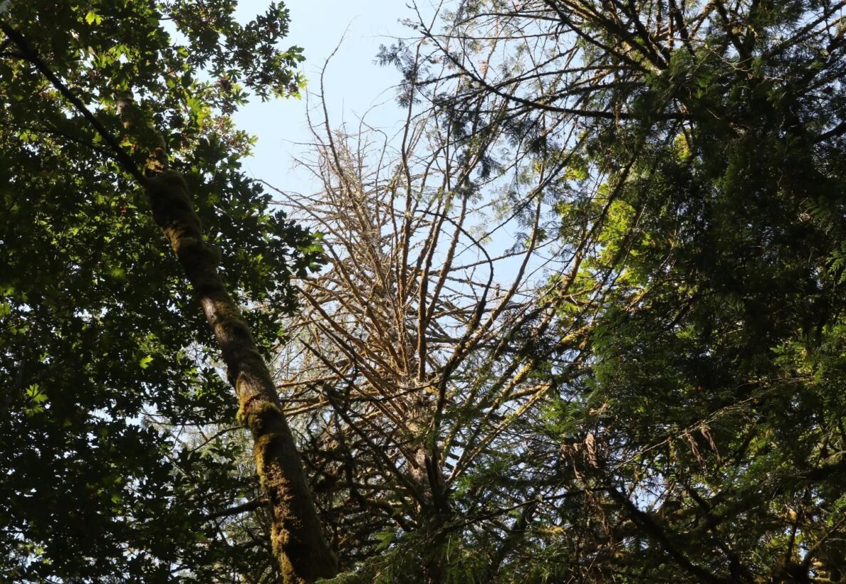 Western Redcedar Mortality | Forest Ecosystem Dynamics Lab | Washington ...