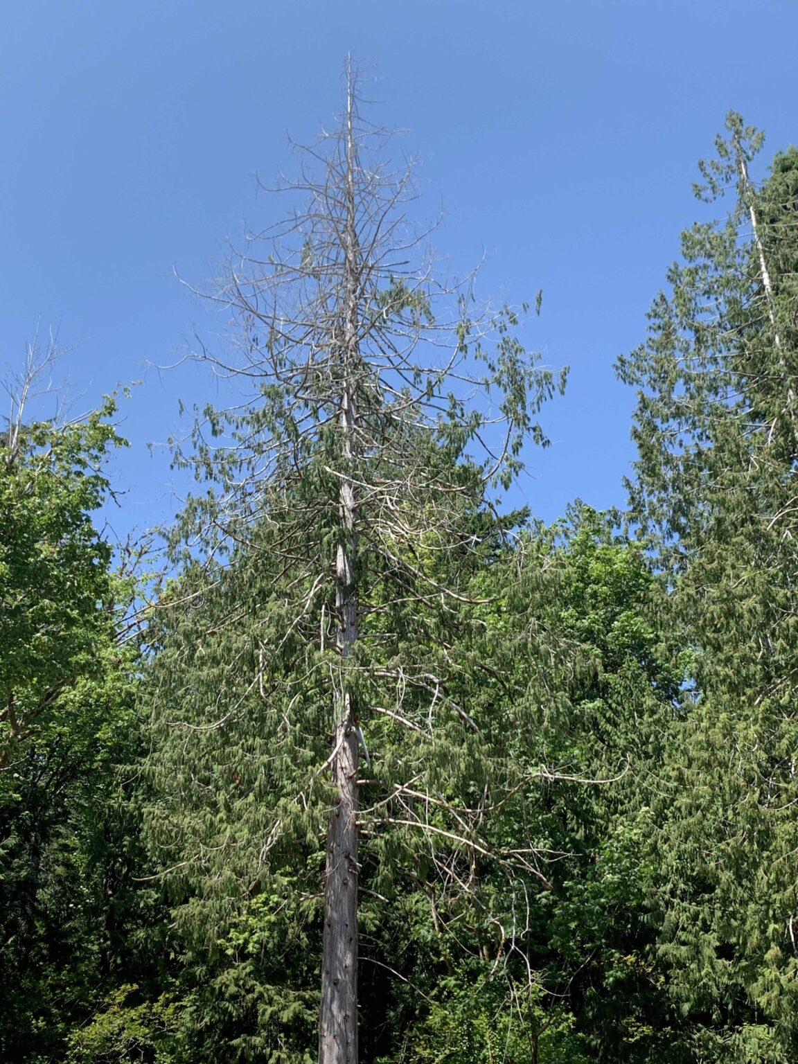 Western Redcedar Mortality | Forest Ecosystem Dynamics Lab | Washington ...