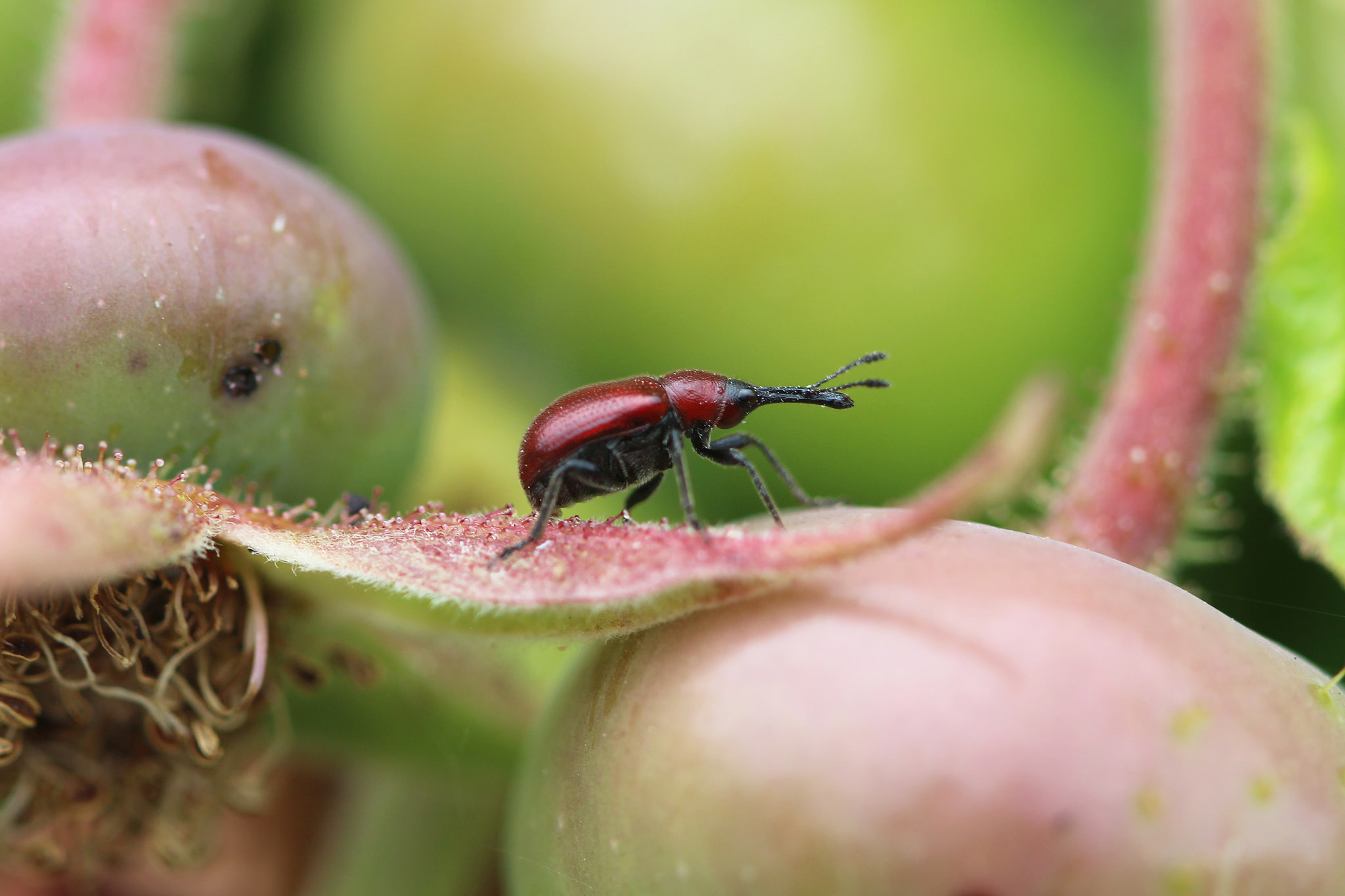 History | Department of Entomology | Washington State University