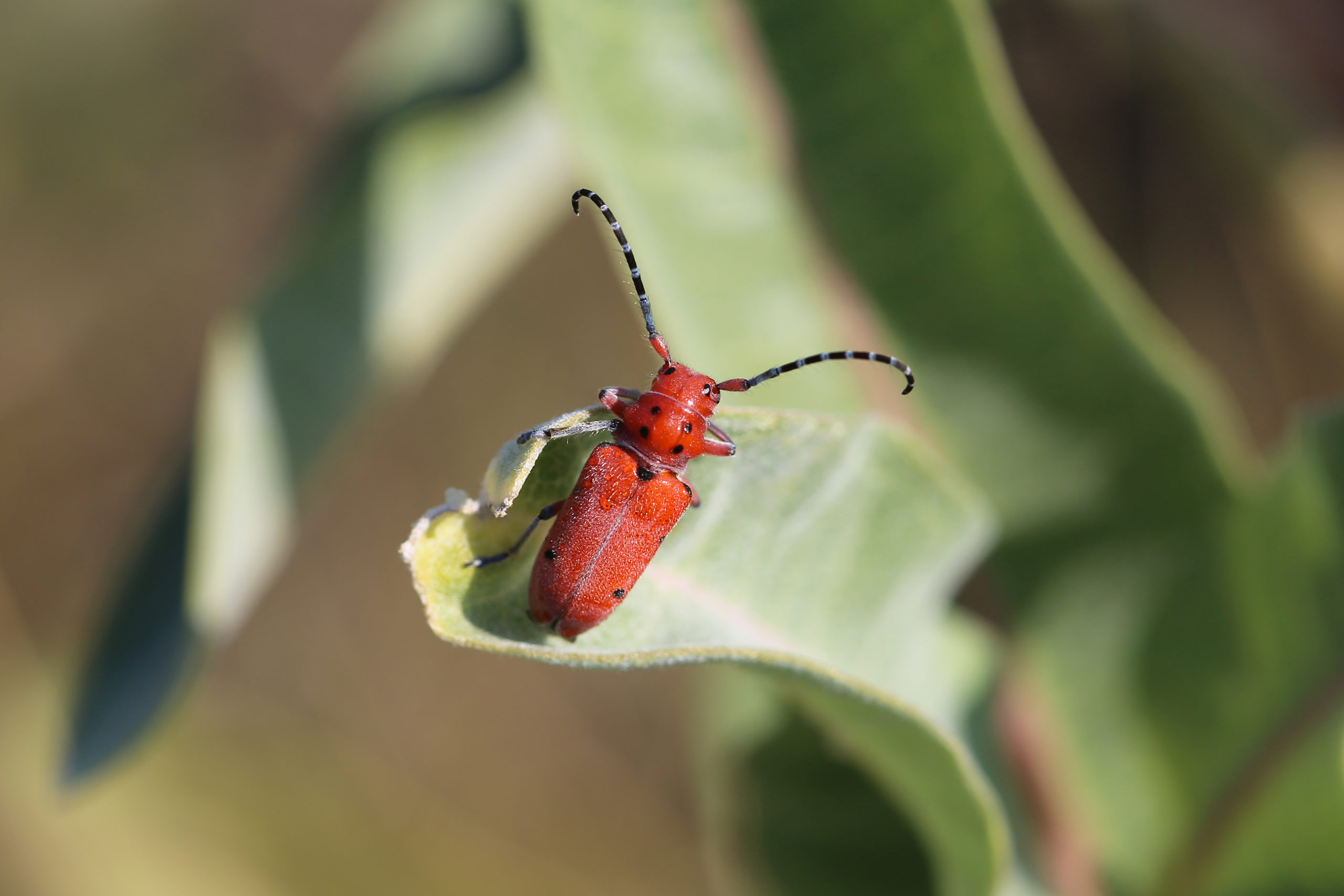 Research & Extension Centers | Department of Entomology | Washington ...