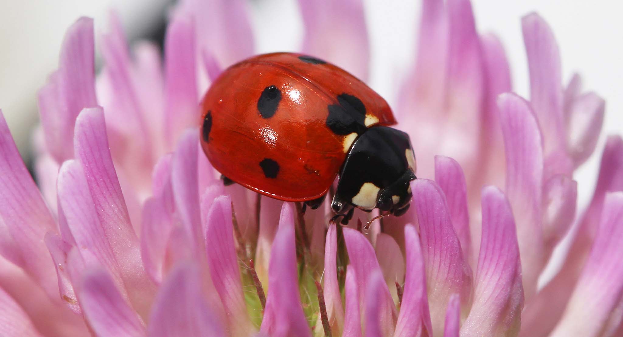 Annual Insect Cinema Cult Classic | Department of Entomology ...