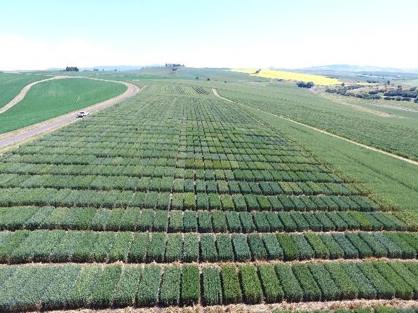 Crop Improvements & Phenomics | Digital Agriculture | Washington State ...