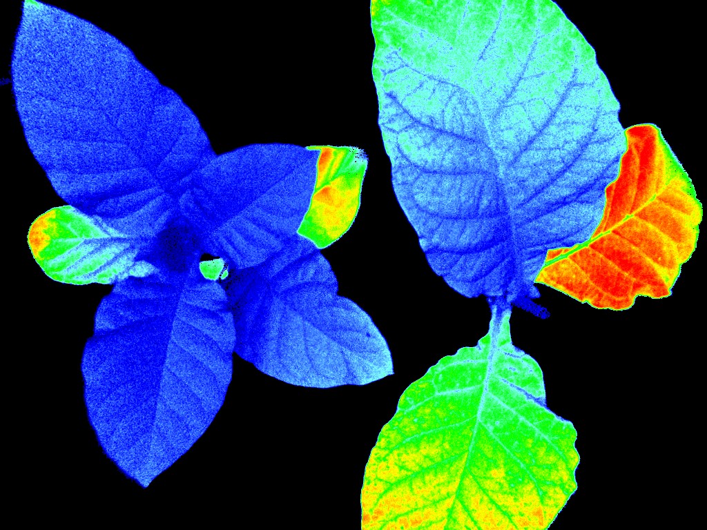 WSU Plant Phenomics | Washington State University