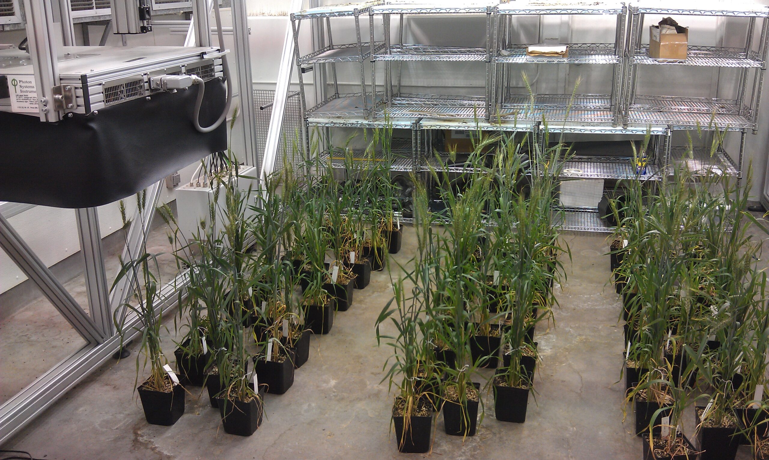 WSU Plant Phenomics | Washington State University