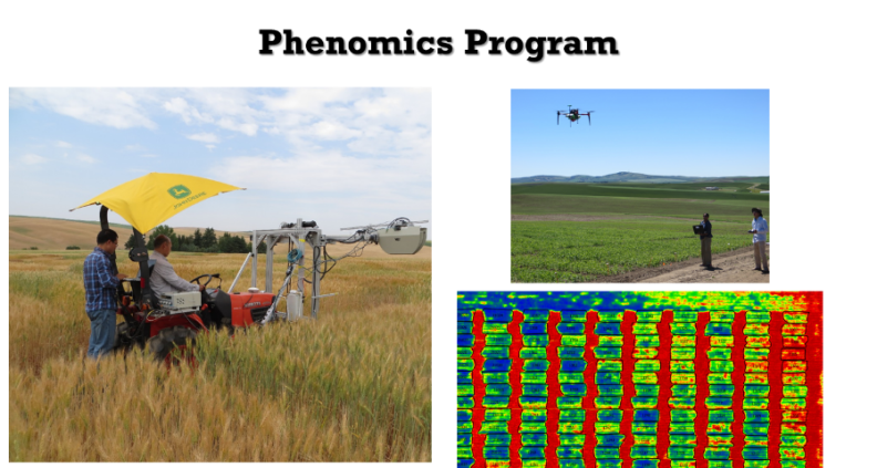 Field-based Phenomics | WSU Plant Phenomics | Washington State University