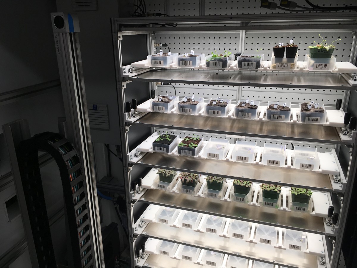 Compact Plants Phenomics | WSU Plant Phenomics | Washington State ...