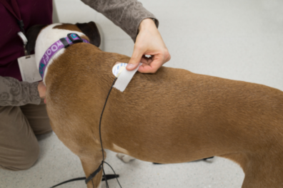 How to fit a dog with a Holter monitor | Veterinary Teaching Hospital ...