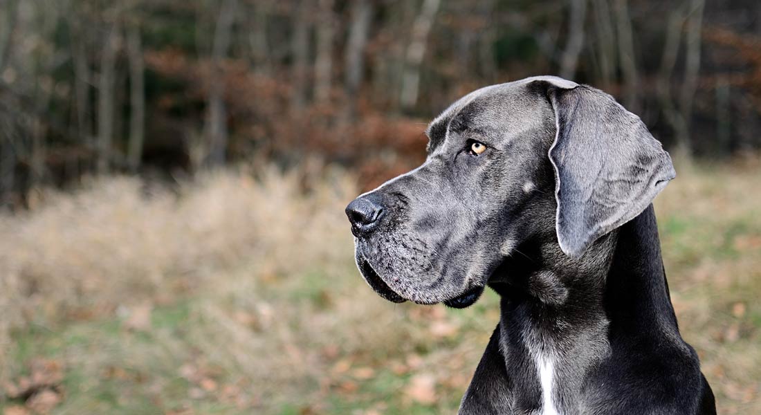 What is Addison’s disease? | Veterinary Teaching Hospital | Washington ...