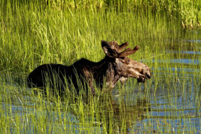 College of Veterinary Medicine | Washington State University