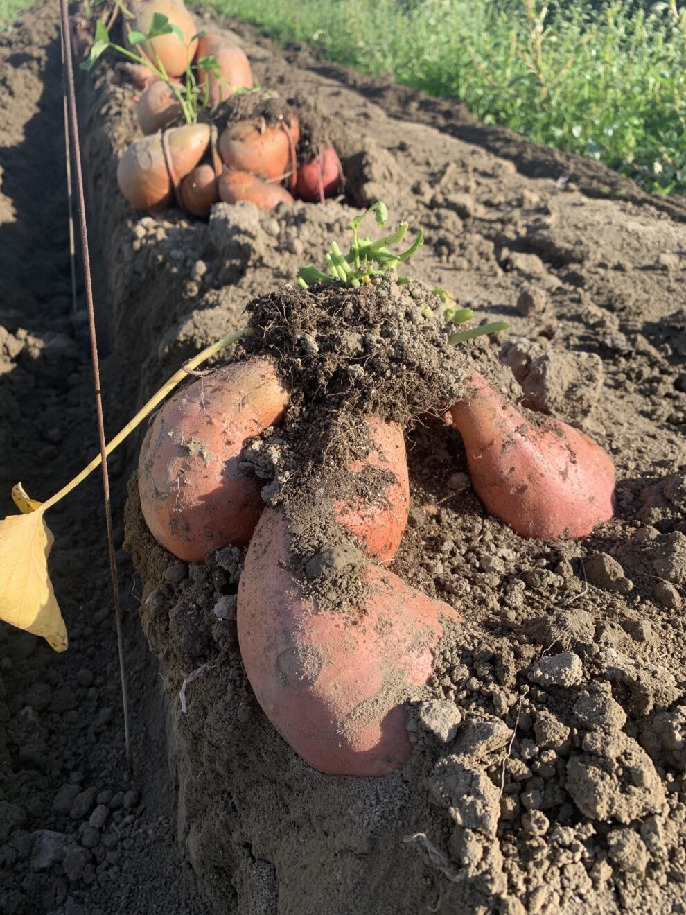 Sweetpotato | Vegetable Research and Extension | Washington State ...