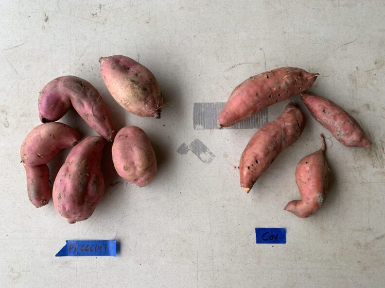 Sweetpotato | Vegetable Research and Extension | Washington State ...