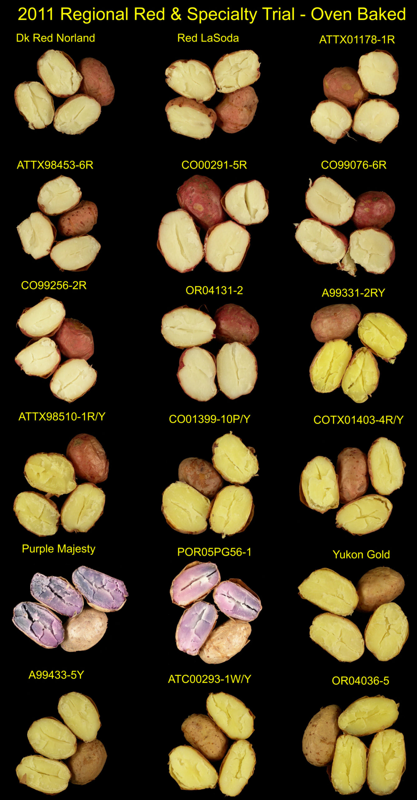 11baked | Potatoes at WSU | Washington State University