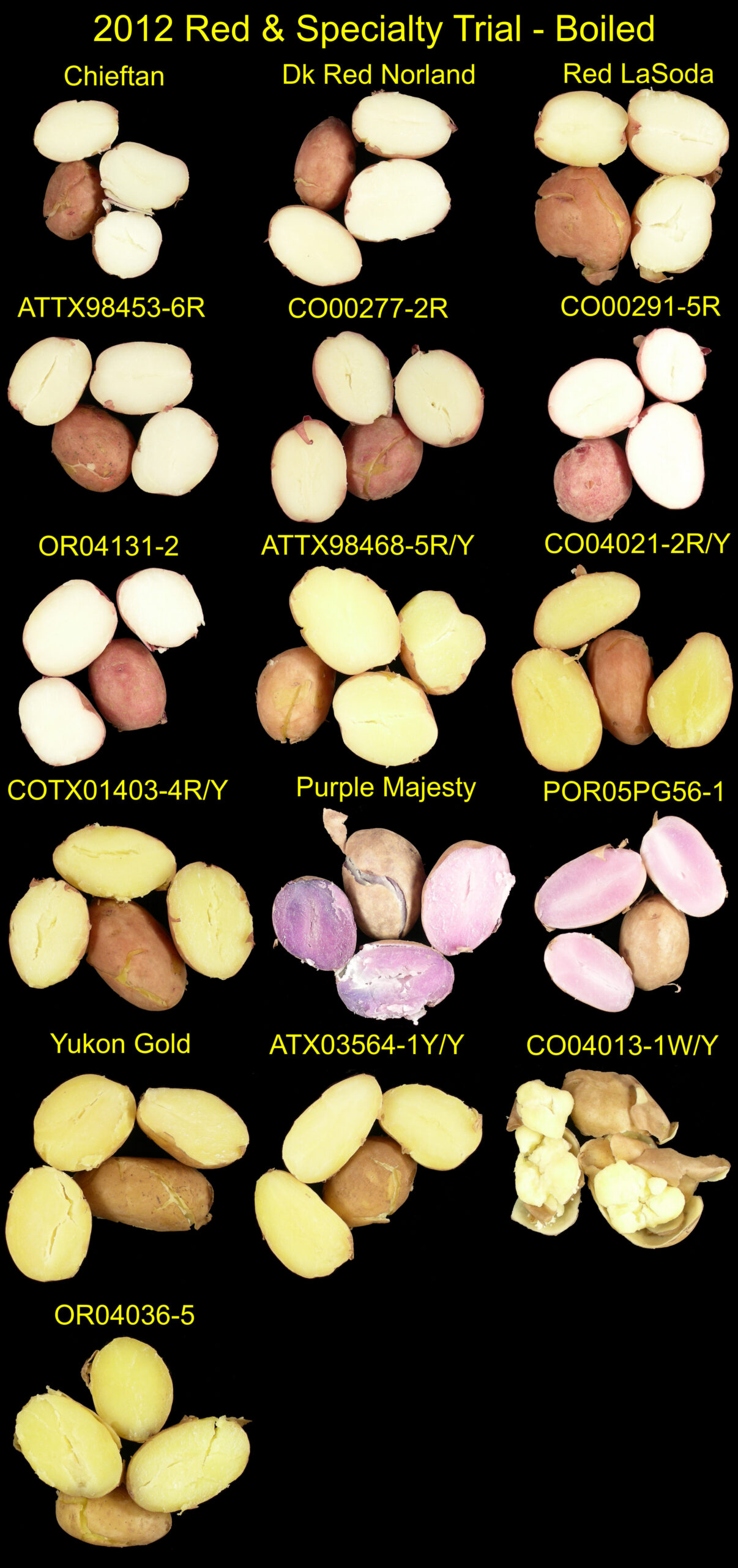 12boiled | Potatoes at WSU | Washington State University