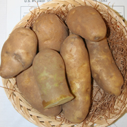 LRT and LTS Ranger | Potatoes at WSU | Washington State University